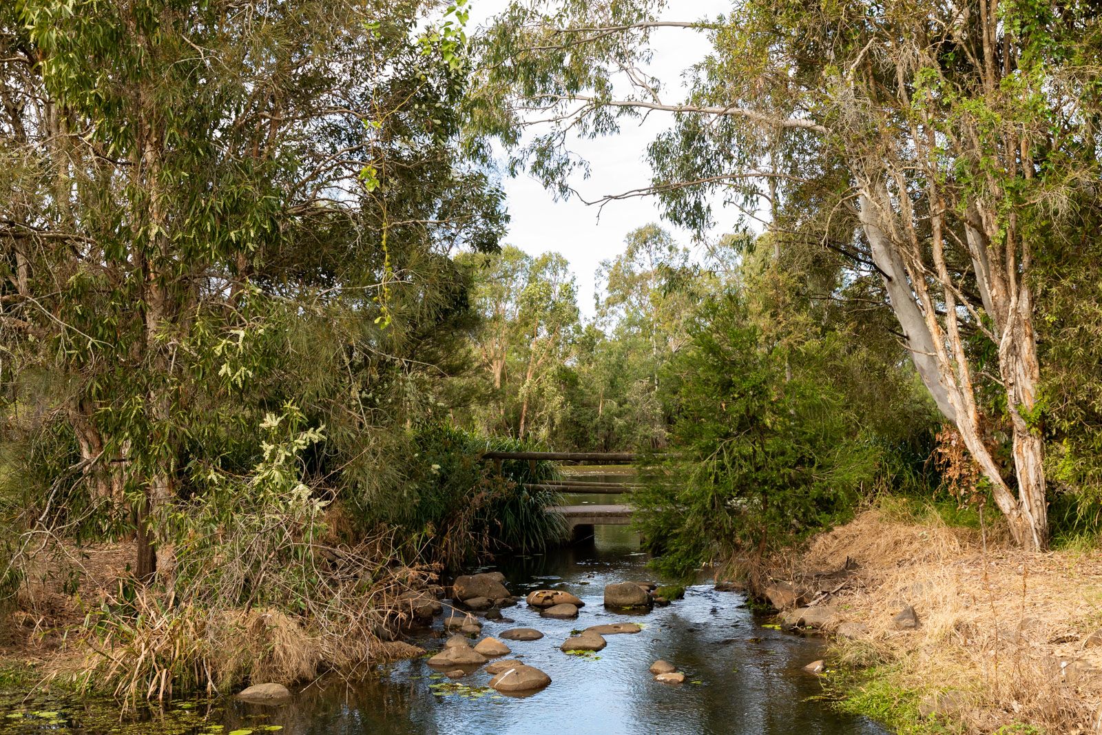 Explore our region: Baldwin Swamp Environmental Park – BRC Now | the ...