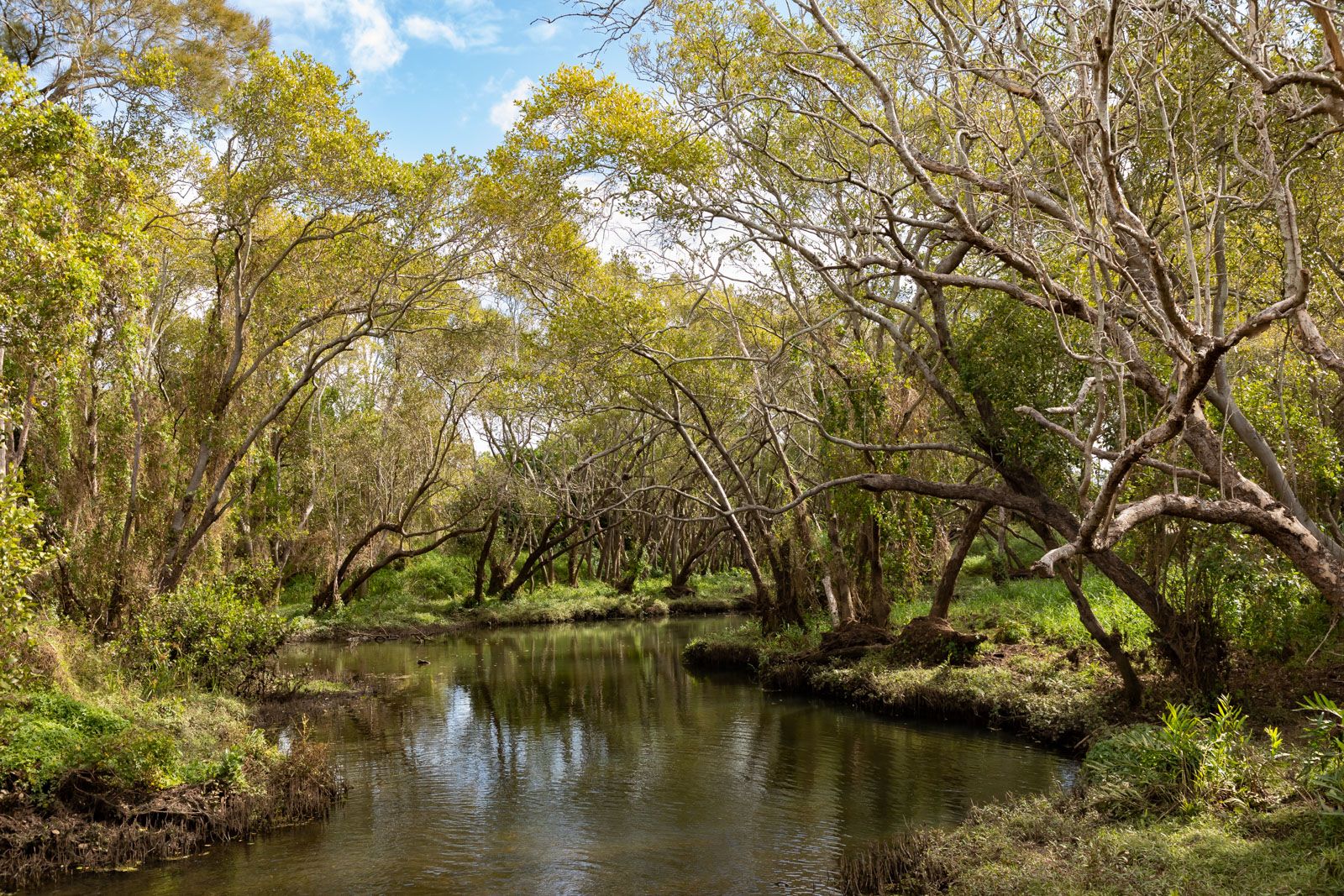 Explore our region: Baldwin Swamp Environmental Park – BRC Now | the ...
