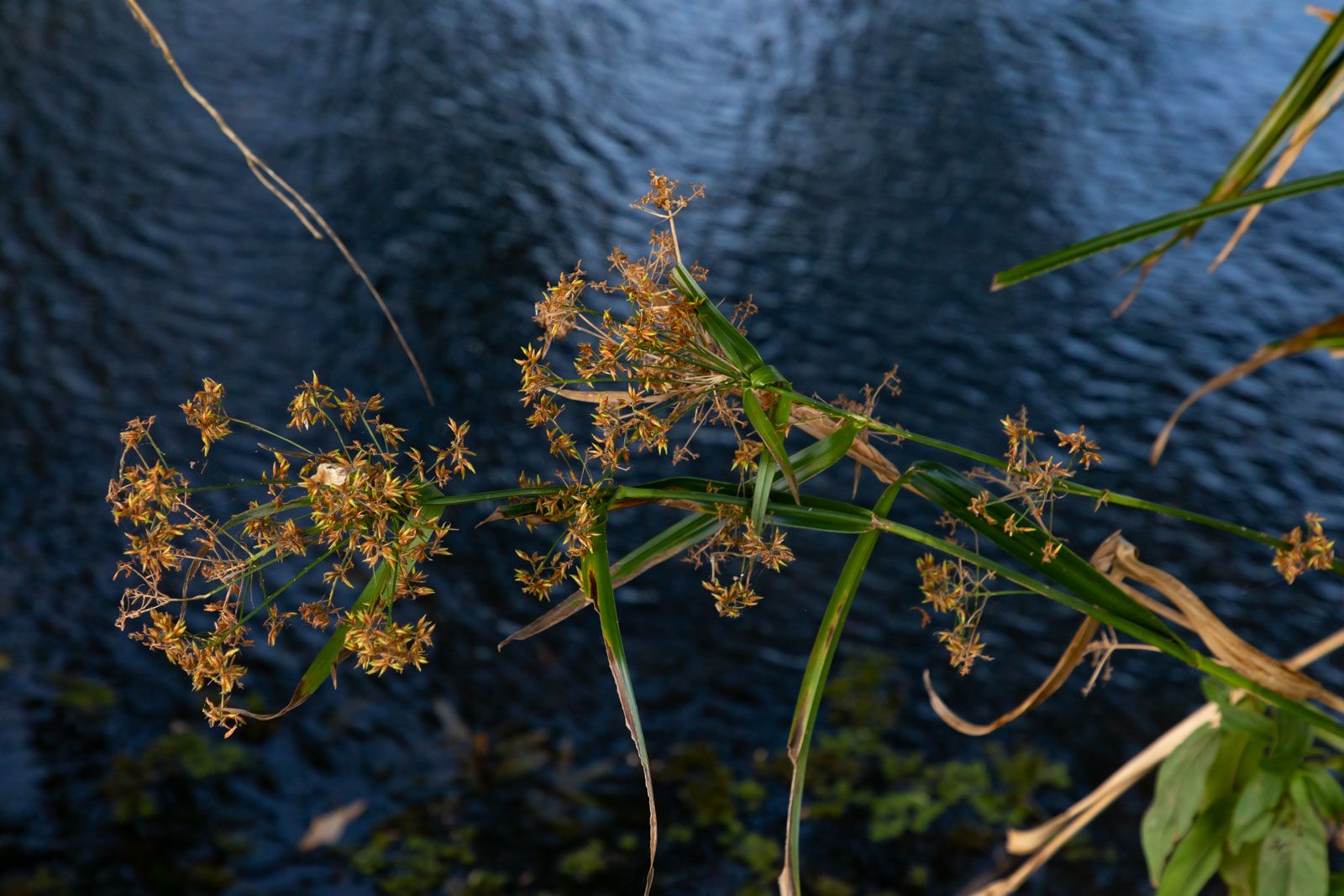 Explore our region: Baldwin Swamp Environmental Park – BRC Now | the ...