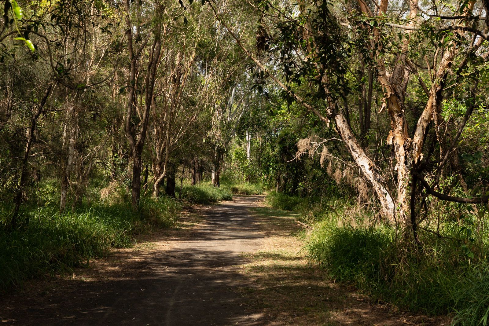Explore our region: Baldwin Swamp Environmental Park – BRC Now | the ...