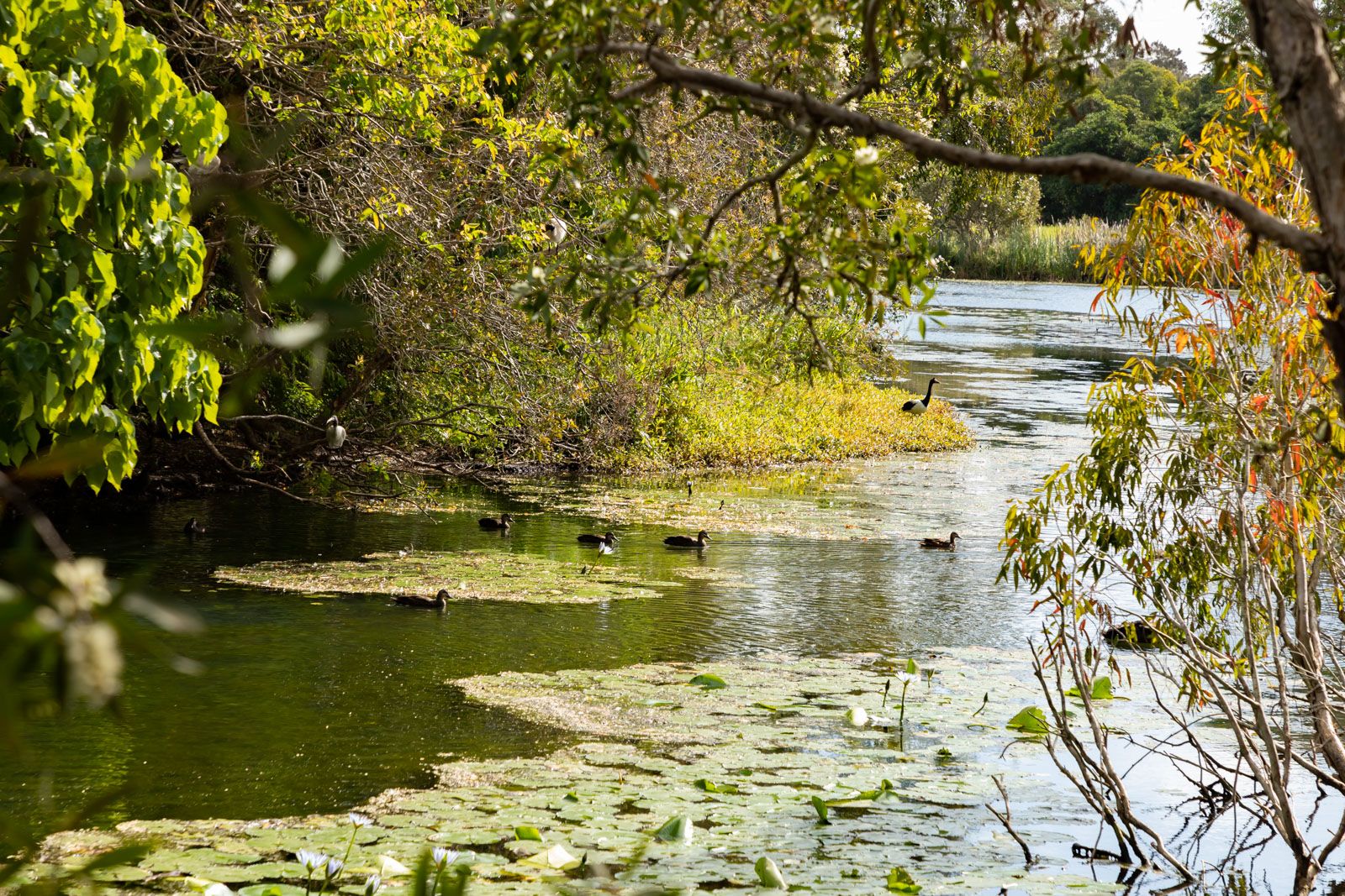 Explore our region: Baldwin Swamp Environmental Park – BRC Now | the ...