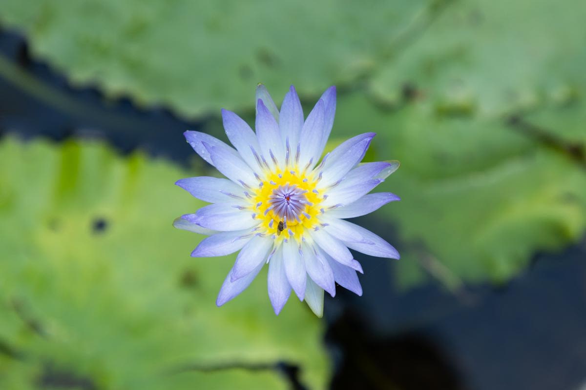 Explore our region: Barolin Nature Reserve – BRC Now | the latest from ...