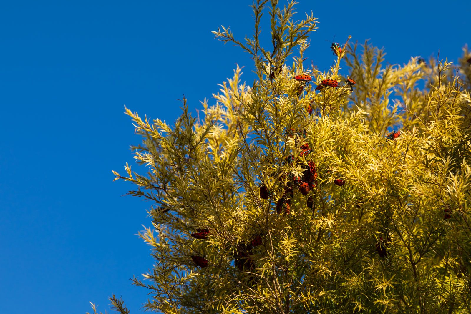 Explore our region: Hummock Reserve – BRC Now | the latest from your ...