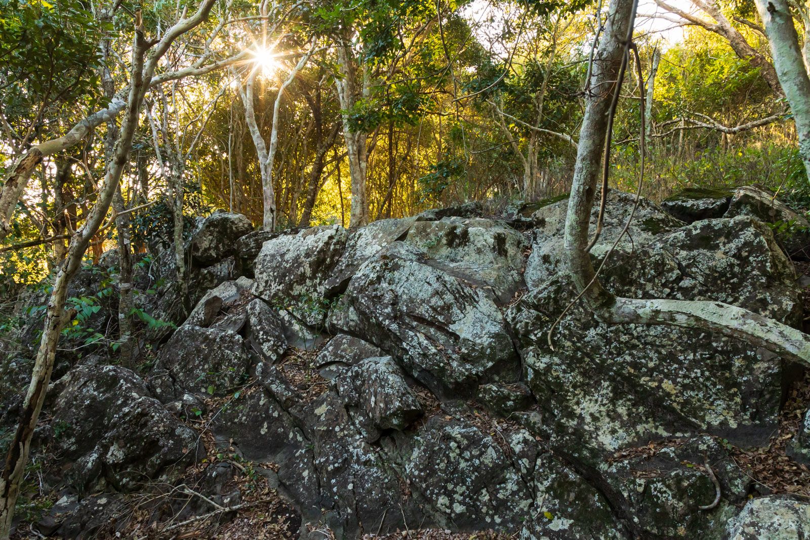 Explore our region: Hummock Reserve – BRC Now | the latest from your ...