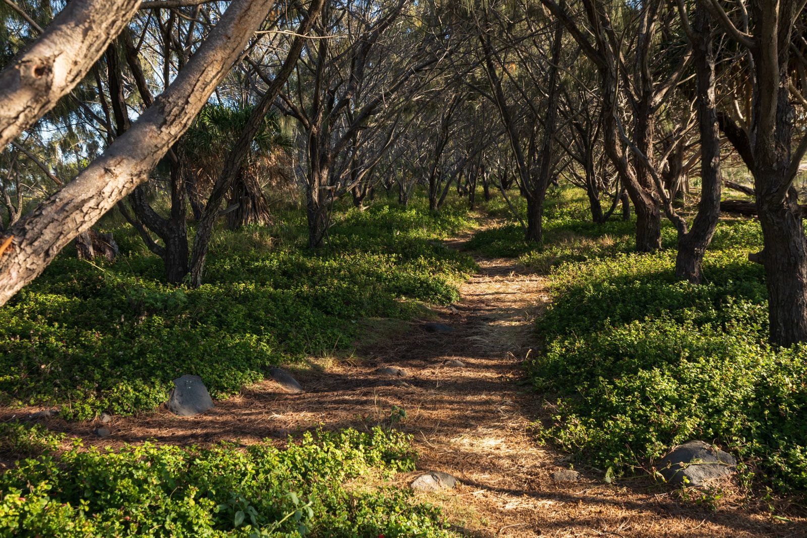 Explore our region: Innes Park Reserve – BRC Now | the latest from your ...