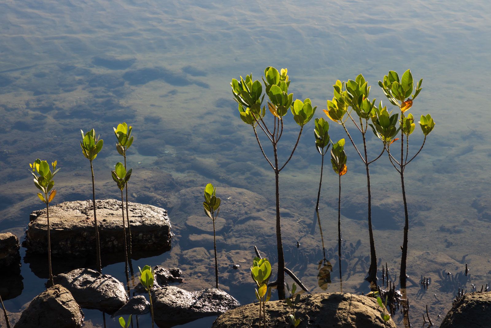 Explore our region: Innes Park Reserve – BRC Now | the latest from your ...