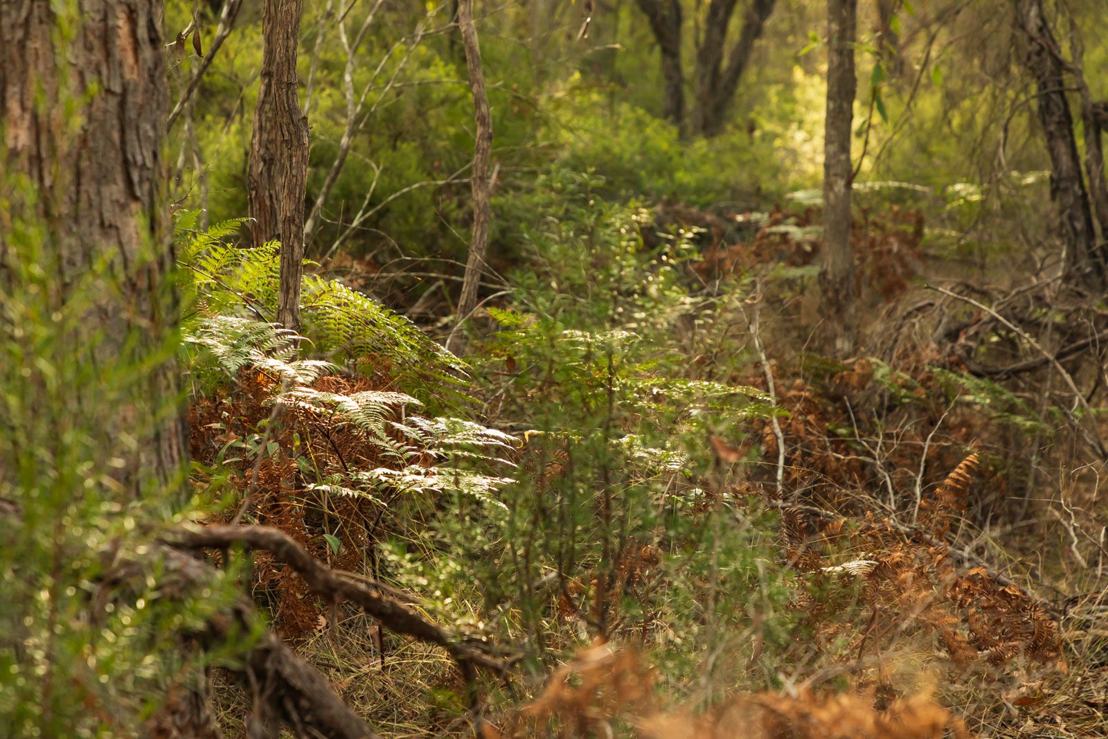 Explore our region: Meadowvale Environmental Reserve – BRC Now | the ...