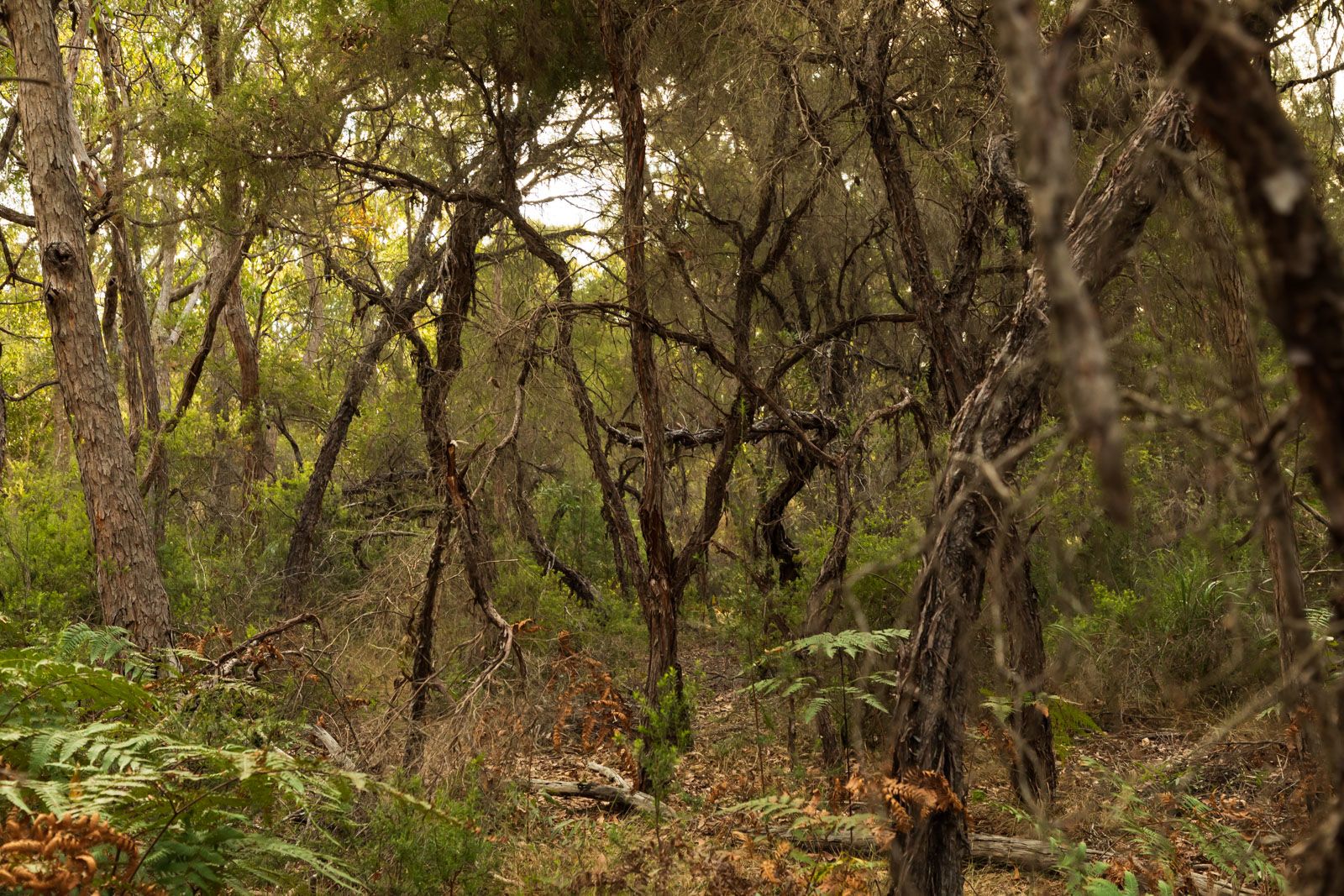 Explore our region: Meadowvale Environmental Reserve – BRC Now | the ...