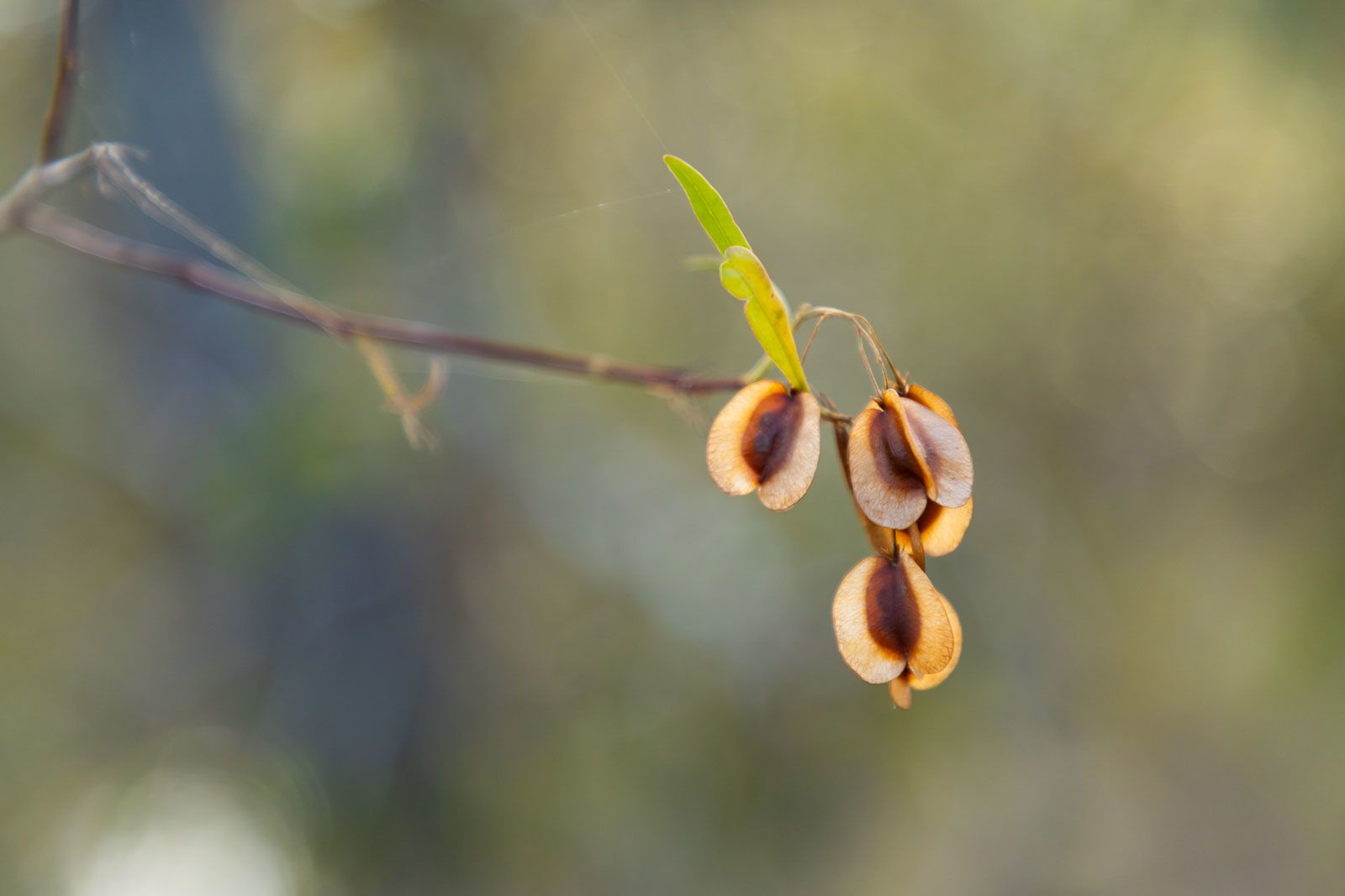 Explore our region: Riverview Environmental Reserve – BRC Now | the ...