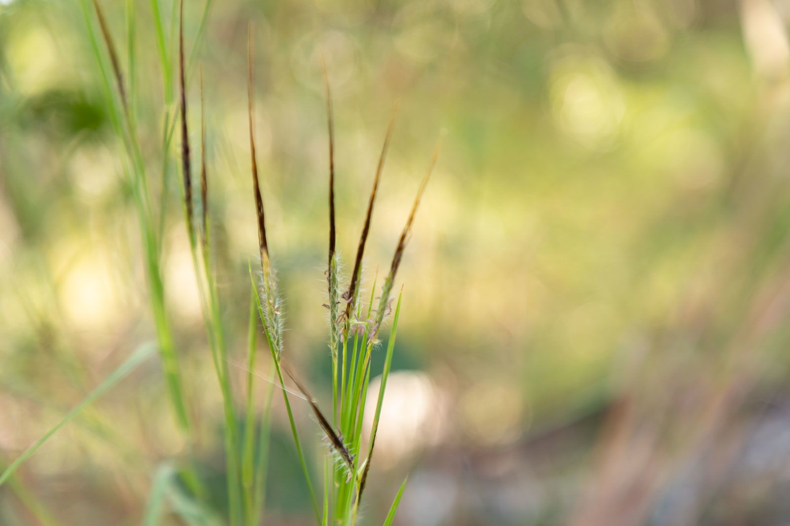 Explore our region: Riverview Environmental Reserve – BRC Now | the ...