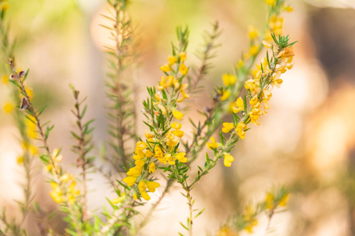 Explore our region: Vera Scarth-Johnson Wildflower Reserve – BRC Now ...