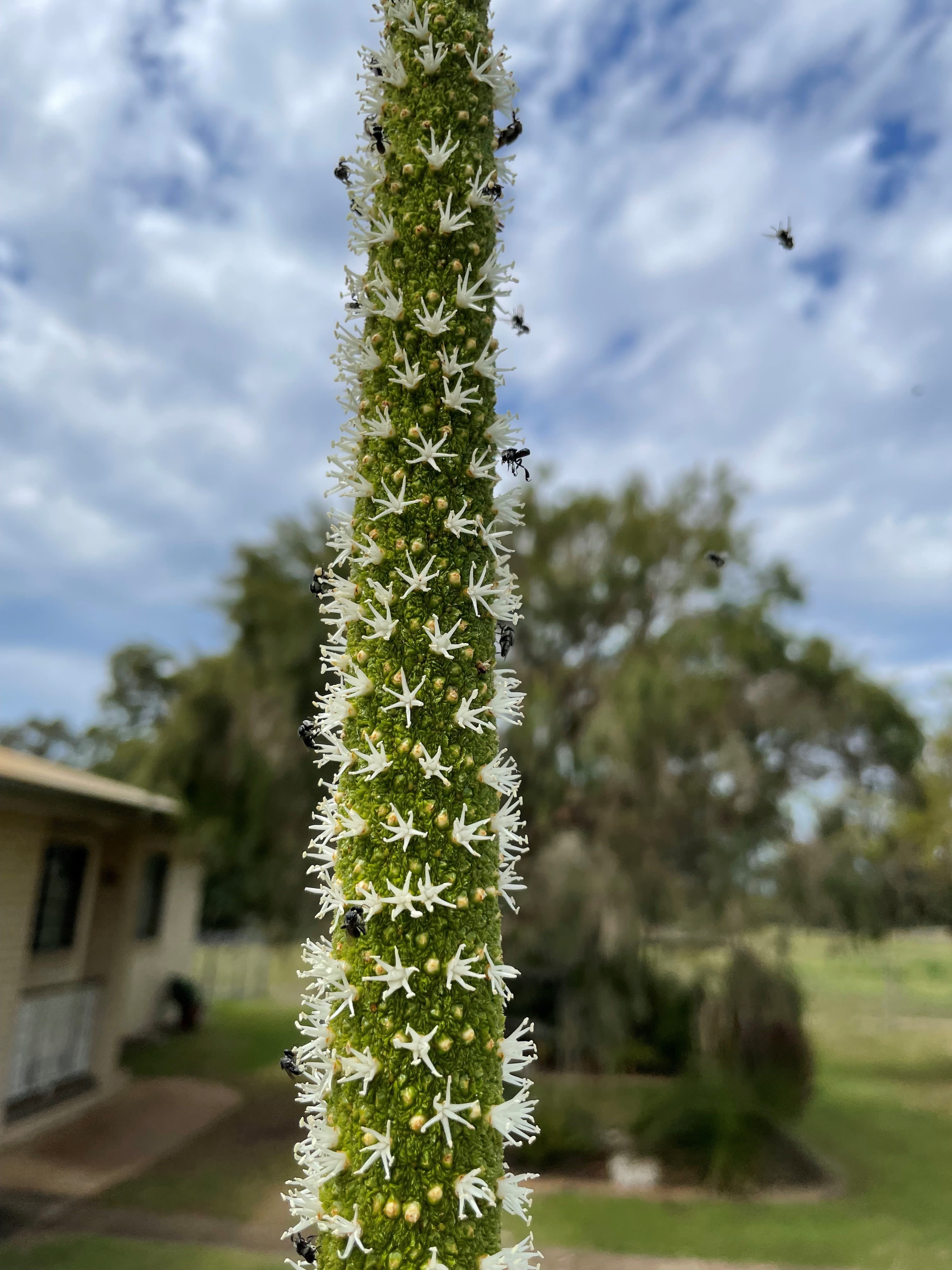 In Our Group with Wide Bay Branch of the Australian Native Bee ...