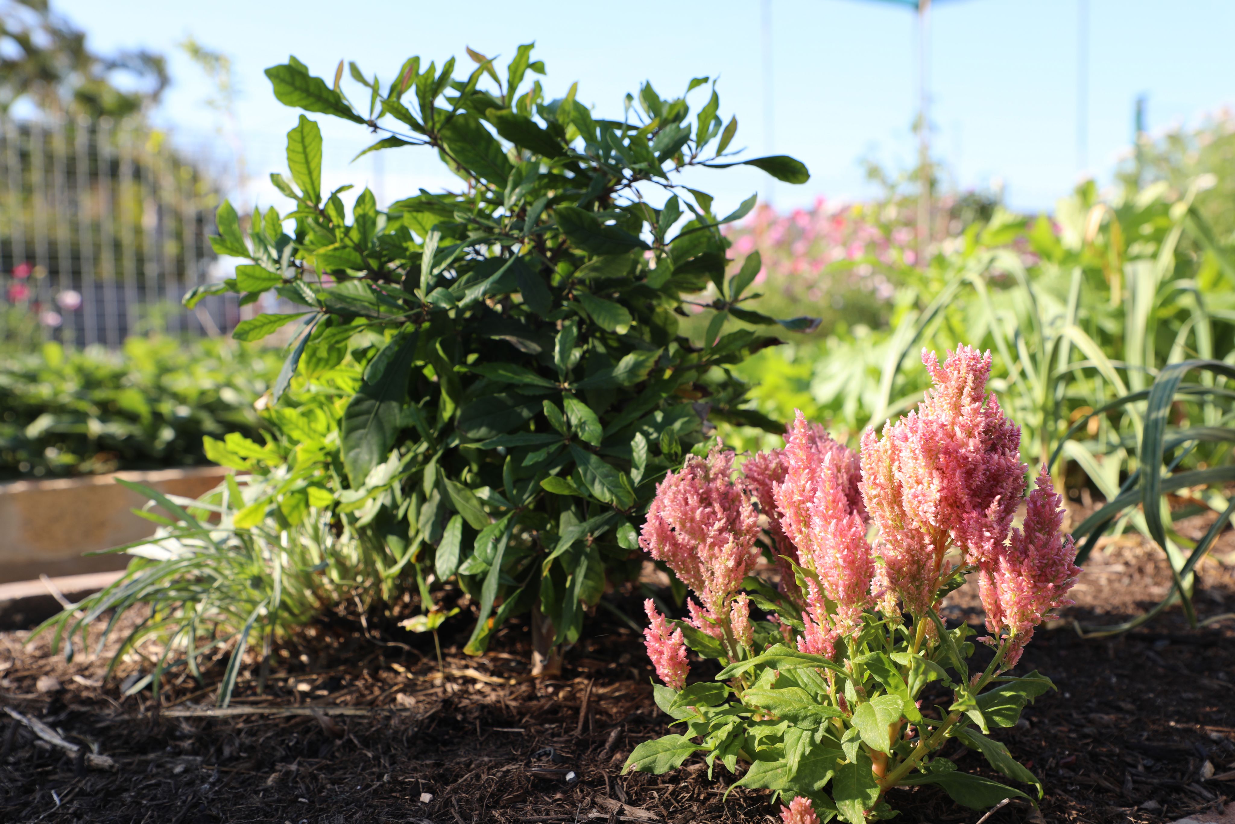 Lenzie’s practical garden one with nature – BRC Now | the latest from ...