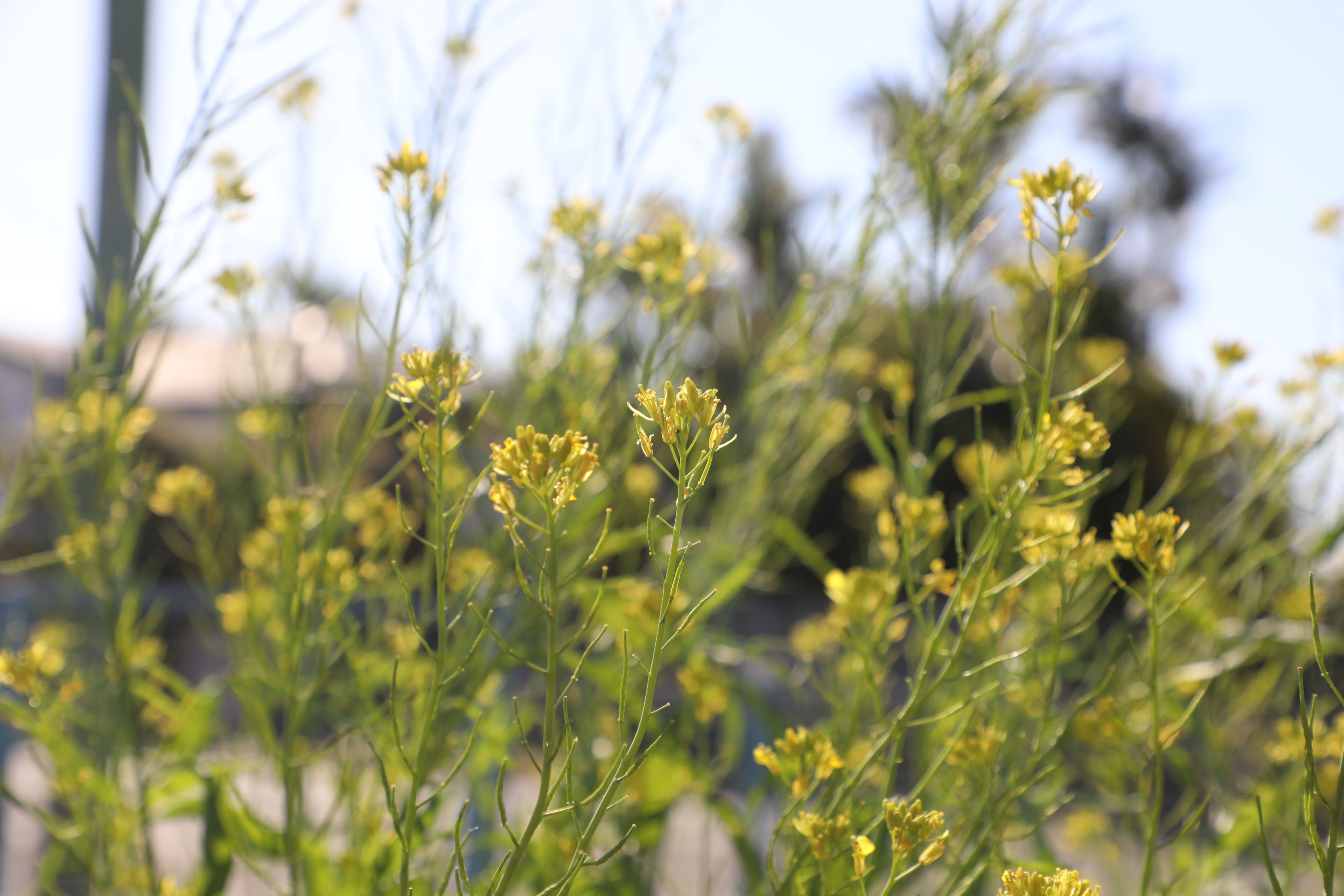 Lenzie’s practical garden one with nature – Bundaberg Now delivers free ...
