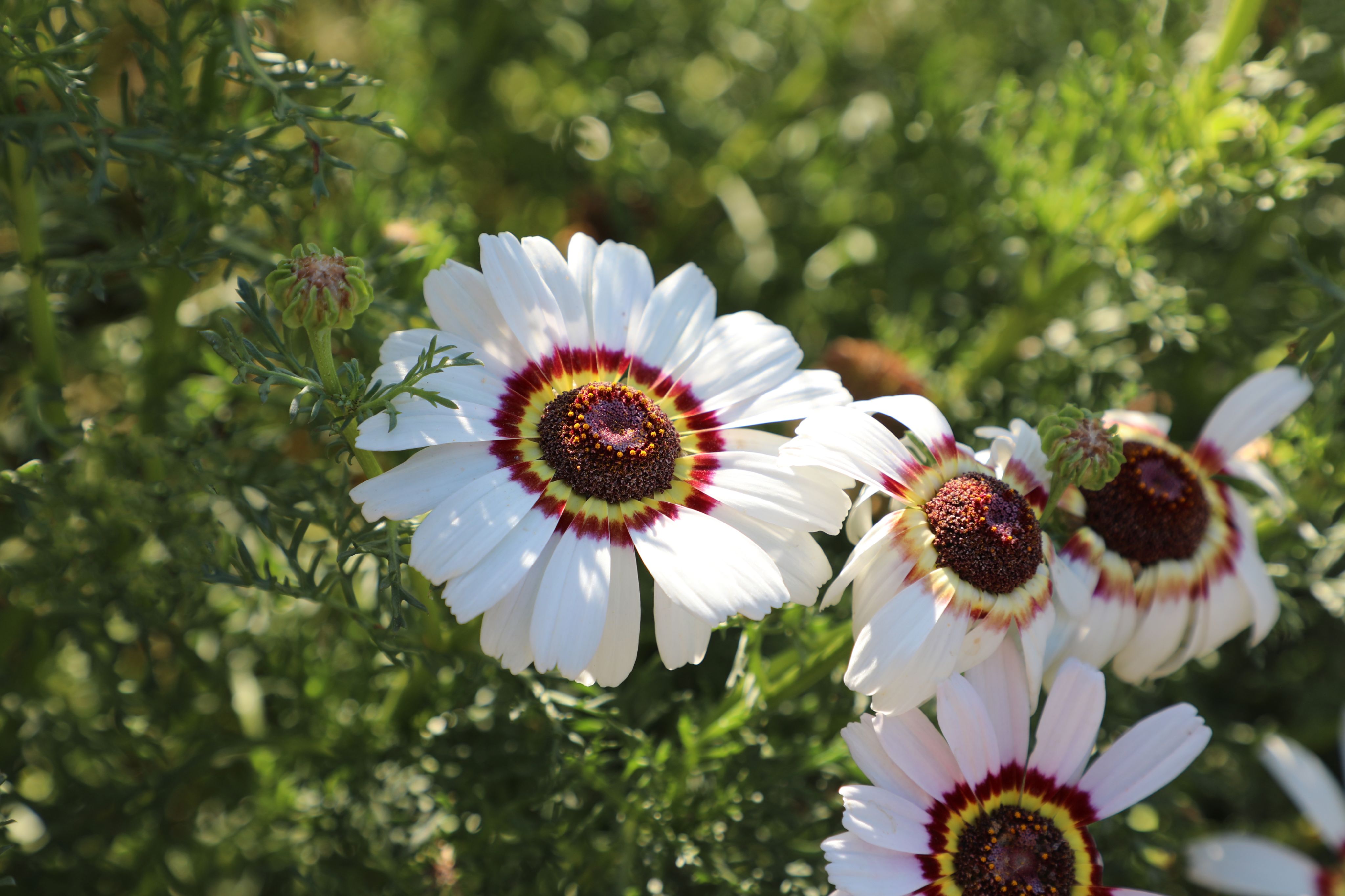 Lenzie’s practical garden one with nature – BRC Now | the latest from ...