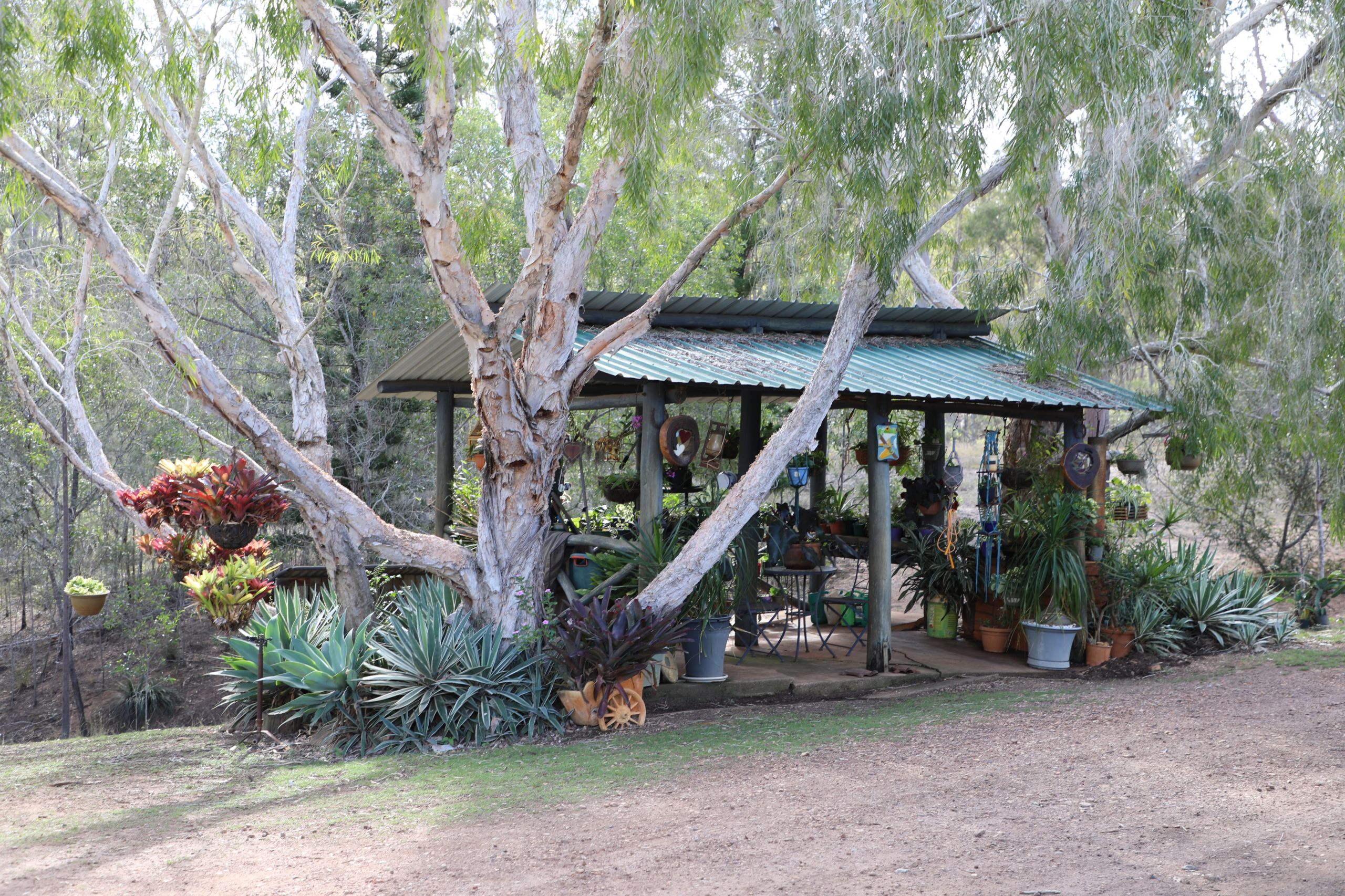 Pine Creek bush garden Kathy’s escape – BRC Now | the latest from your ...