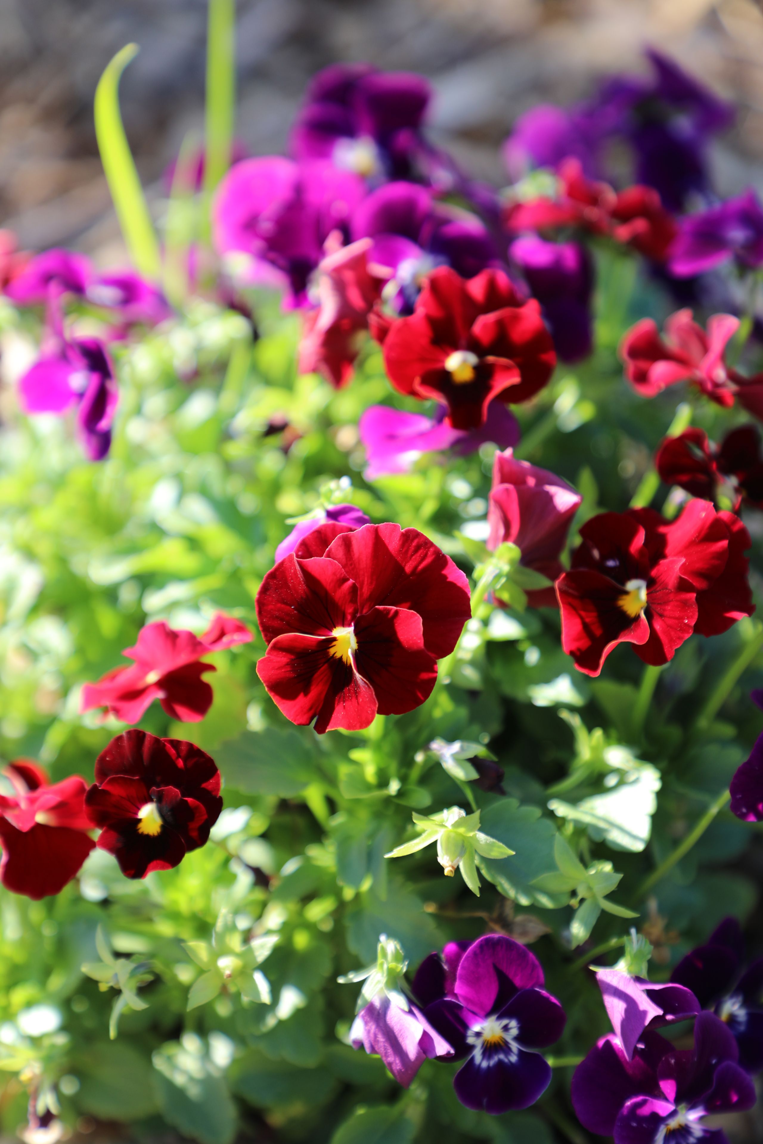 Spring has sprung in Karen’s cottage garden – BRC Now | the latest from ...