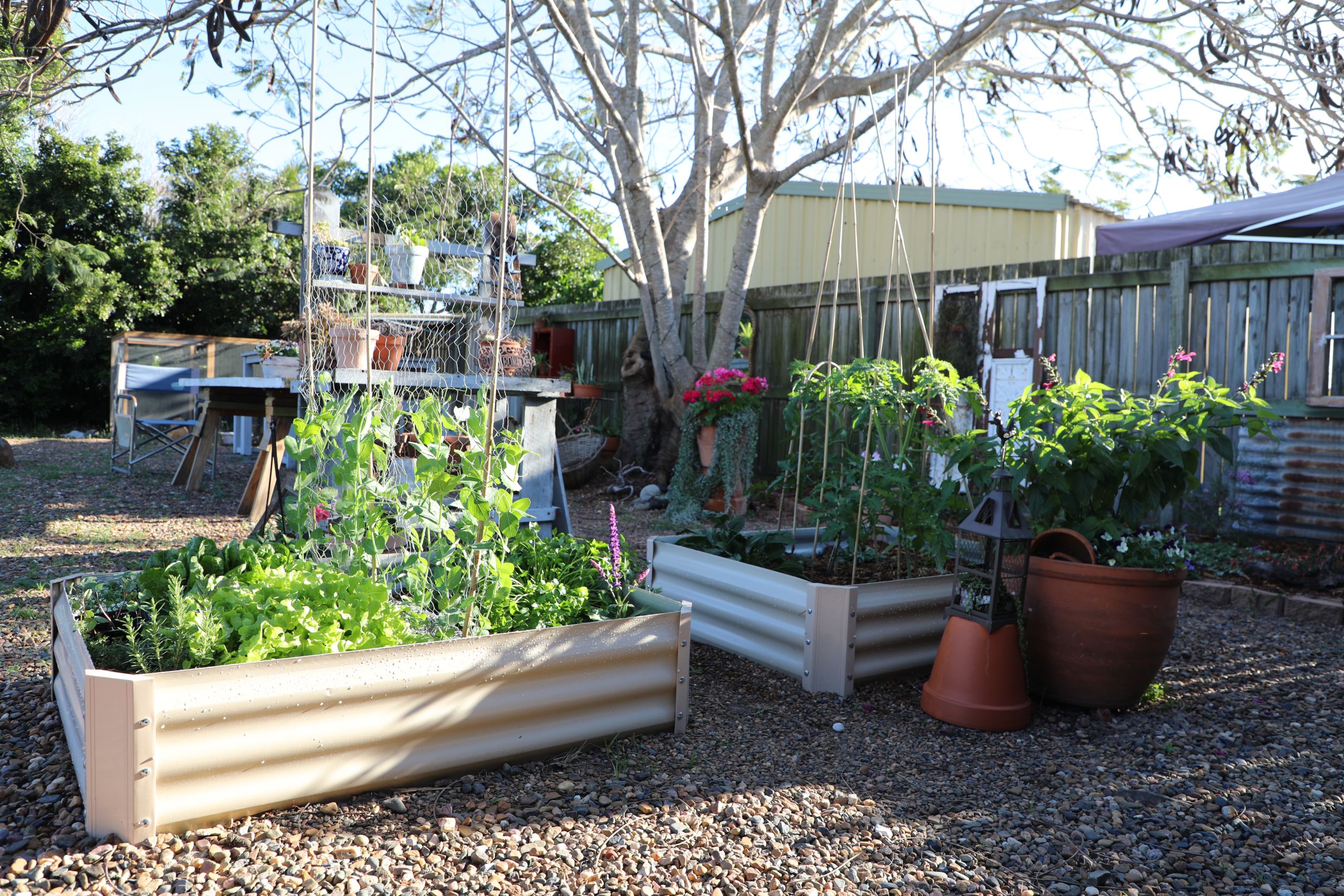 Spring has sprung in Karen’s cottage garden – BRC Now | the latest from ...