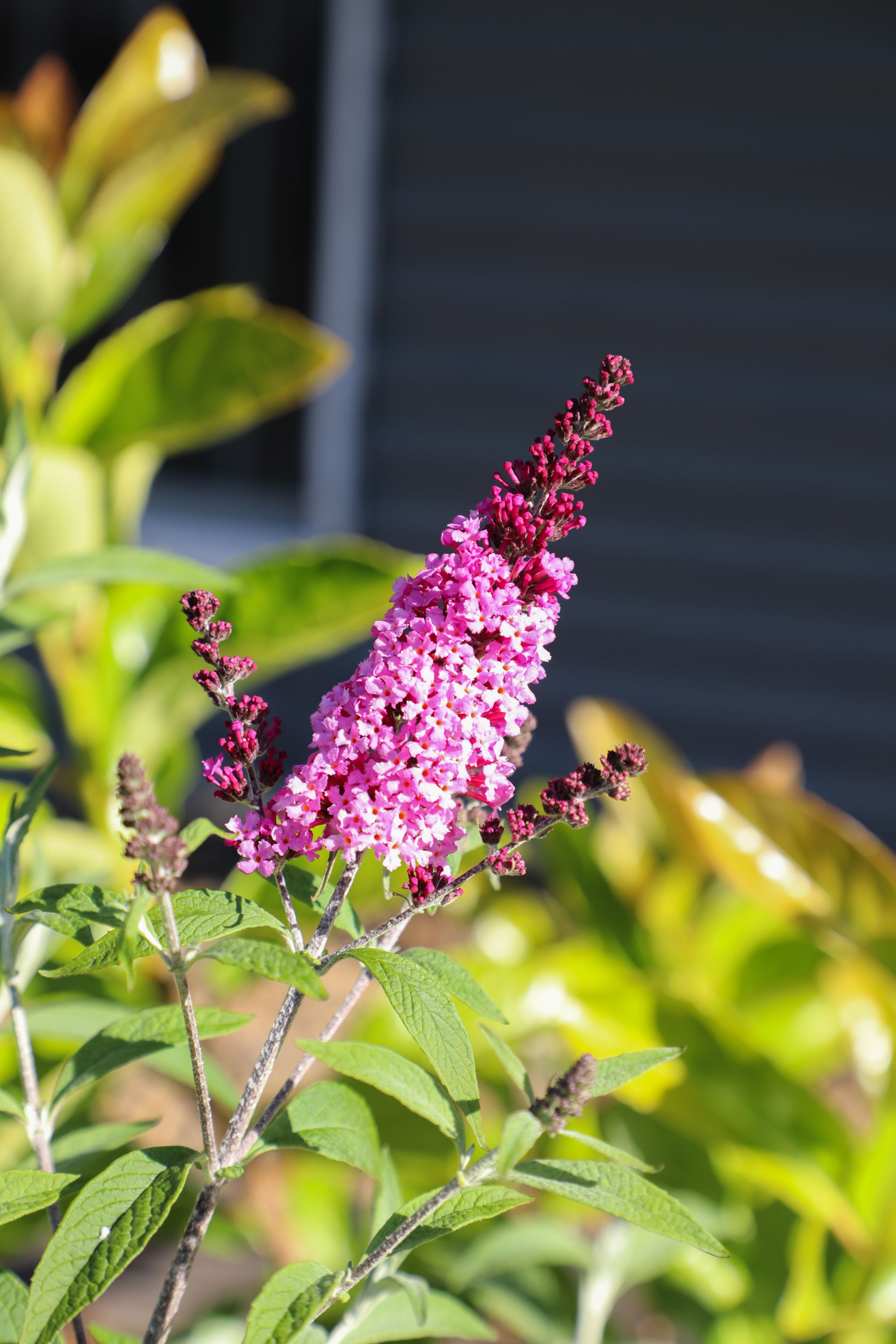 Spring has sprung in Karen’s cottage garden – BRC Now | the latest from ...